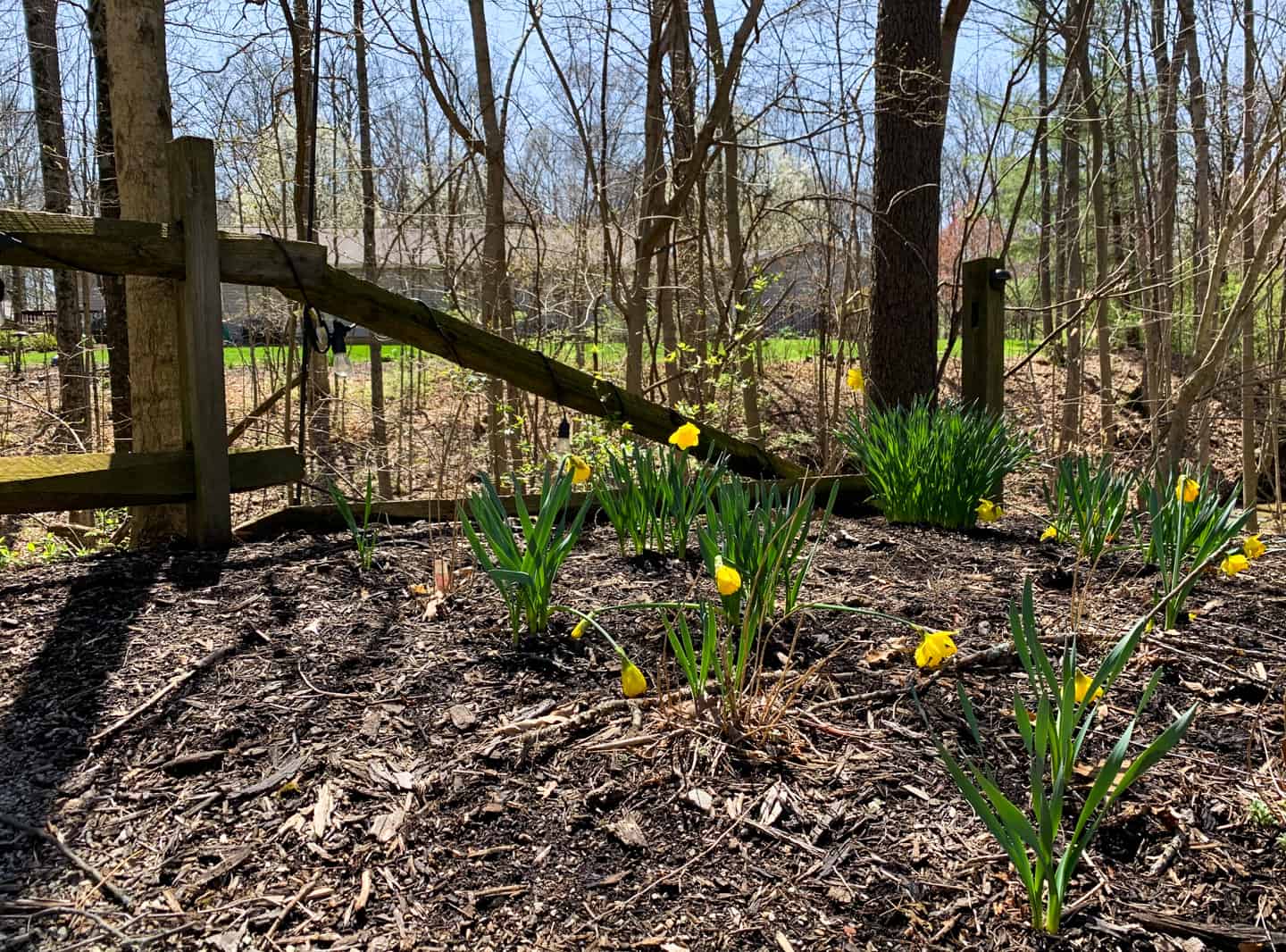 10 Ways To Celebrate Earth Day - Willow Brook Christian Communities