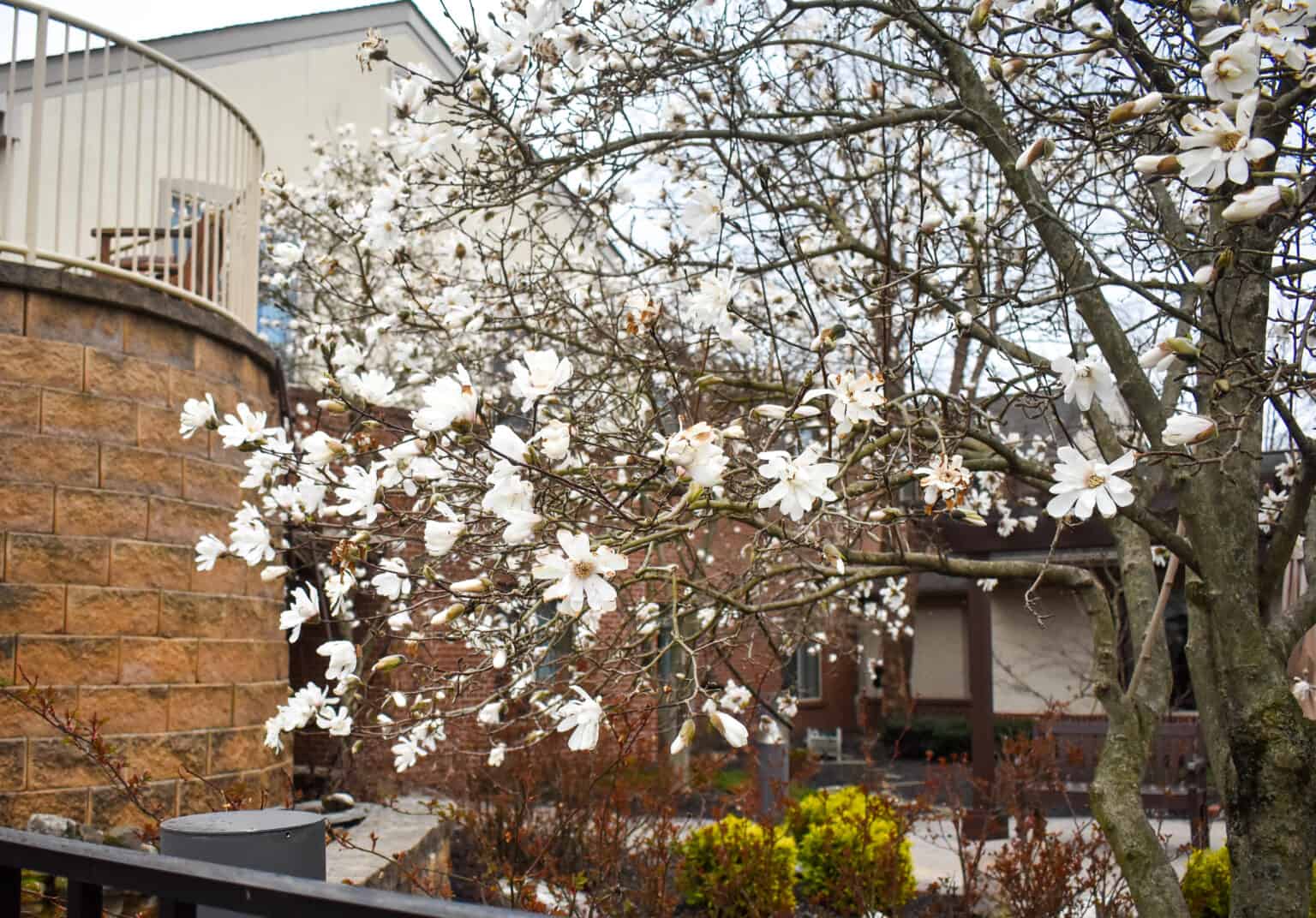 April Showers Bring May Flowers - Willow Brook Christian Communities